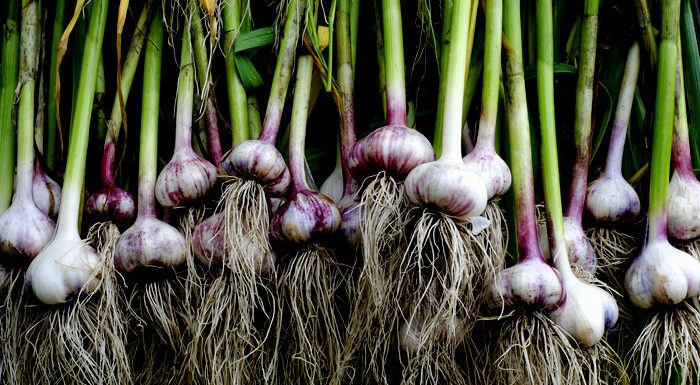Garlic Interesting History, it reaches all over world from India
